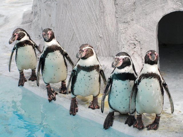 Penquin Wallpaper - MyConfinedSpace