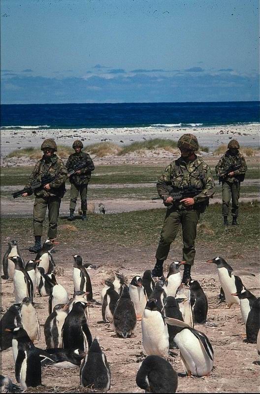 Military Penguin Guards - MyConfinedSpace