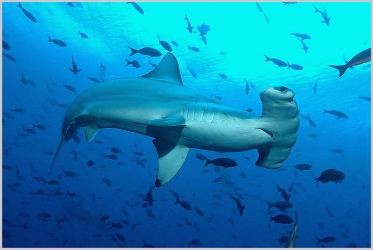 Hammer Head - MyConfinedSpace