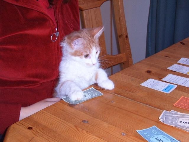A Cat Playing Monopoly « MyConfinedSpace
