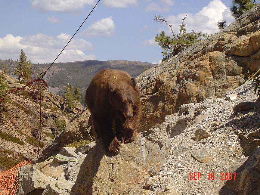 Bear falls off bridge but HOLDS ON and spends the night there ...