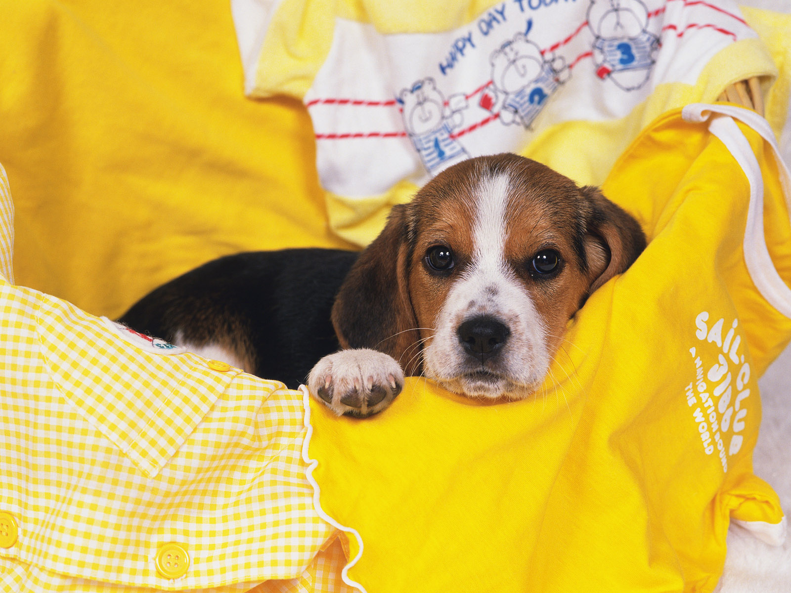 Cute Beagle Wallpaper - MyConfinedSpace