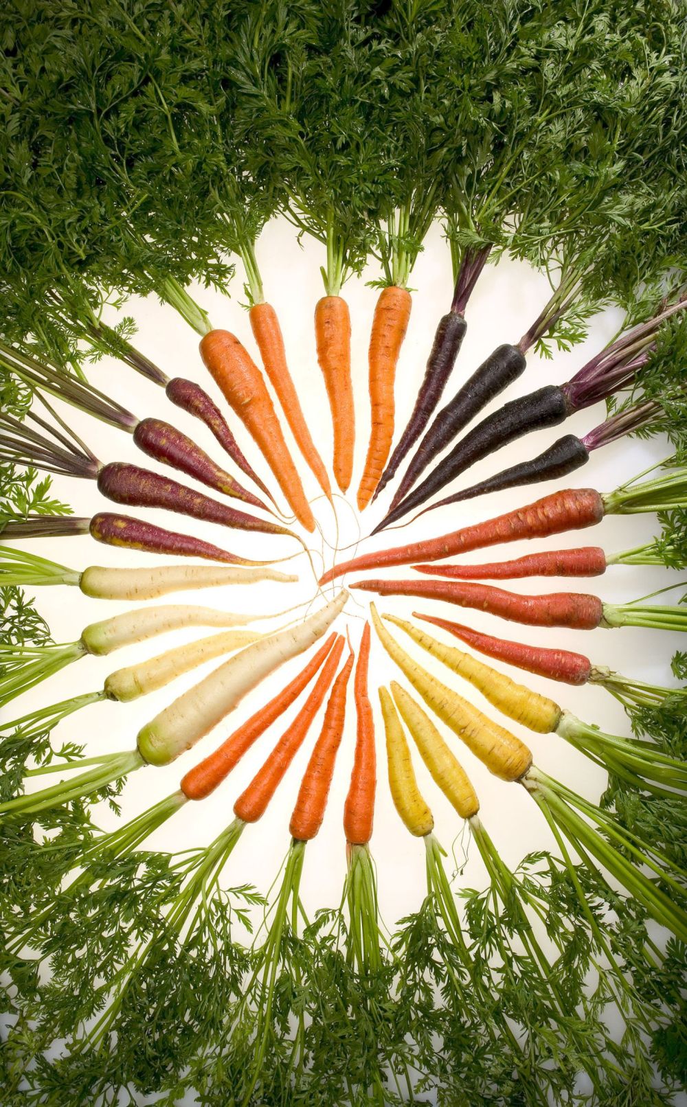 Carrot Color Wheel - MyConfinedSpace