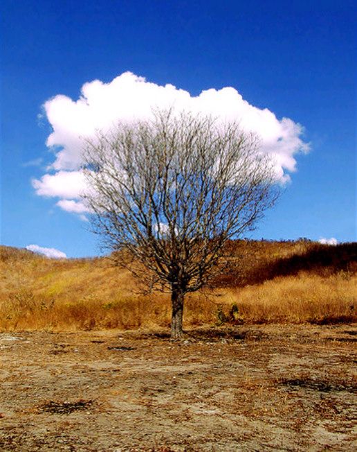 Cloud Tree - MyConfinedSpace