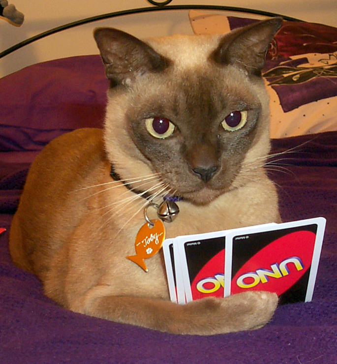 Uno Cat - MyConfinedSpace