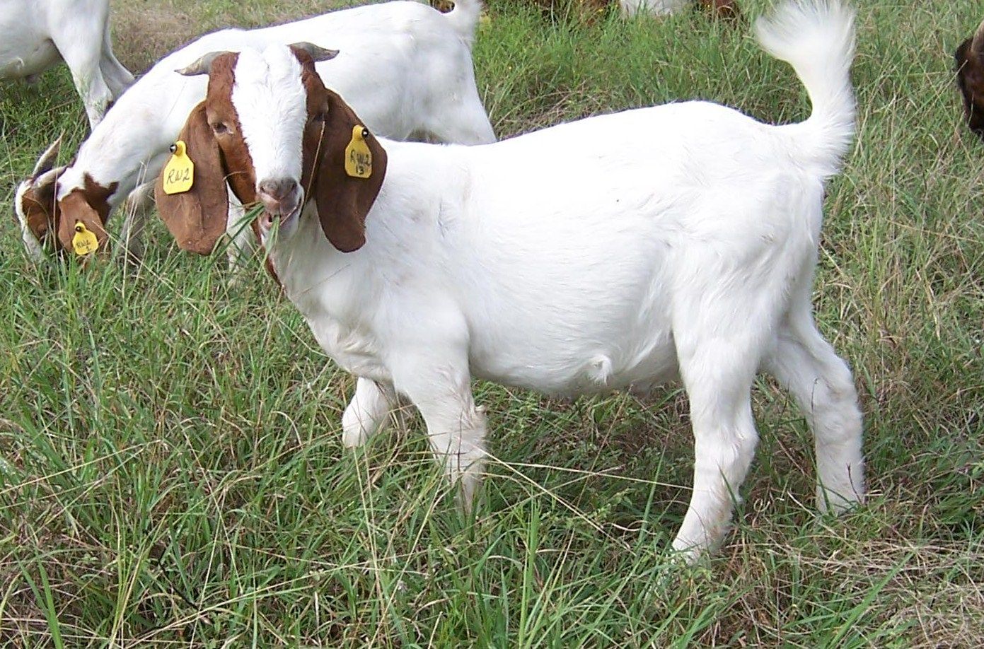 Sexy Short Goat - MyConfinedSpace