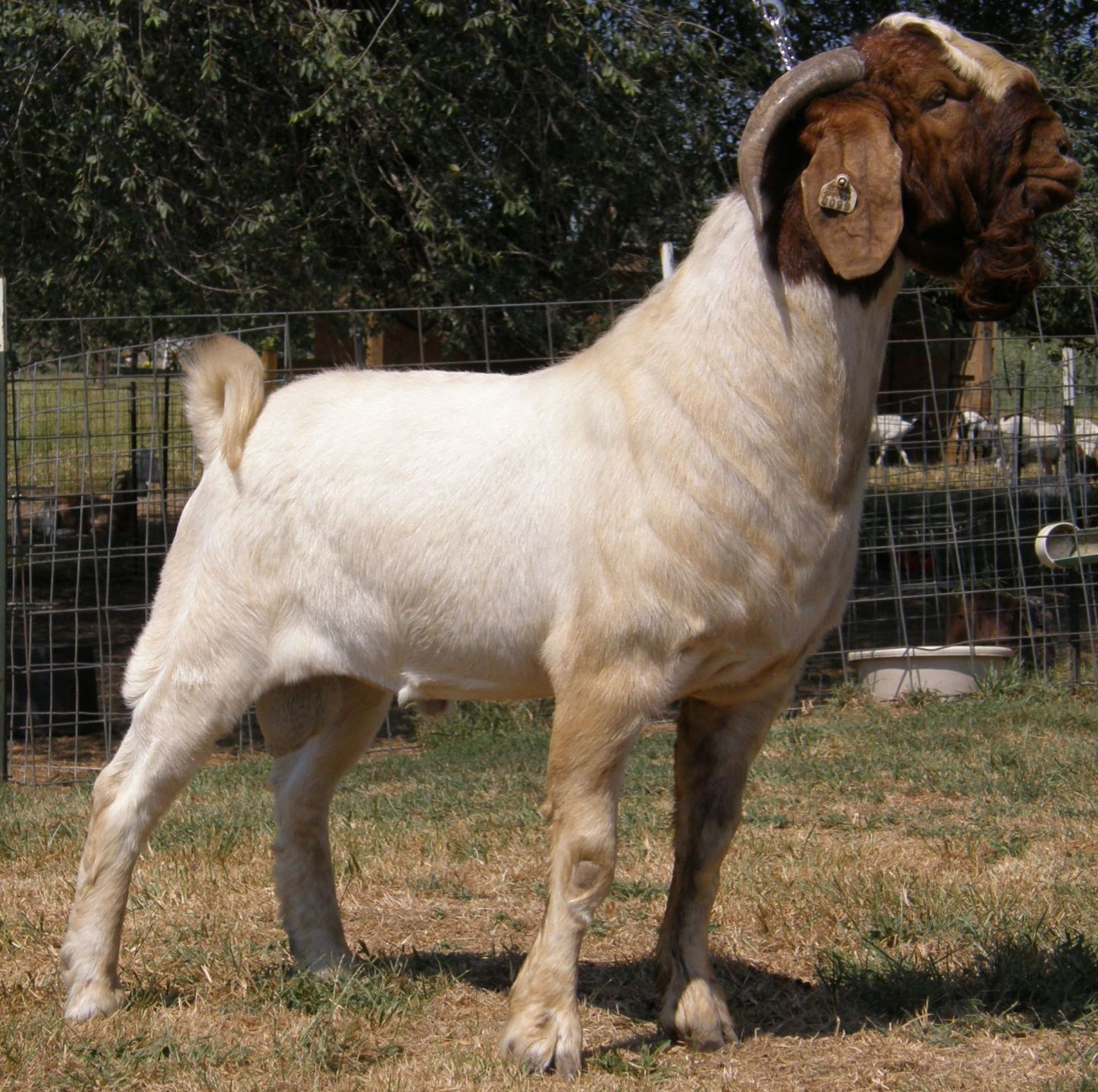A Goat With A Big Head « MyConfinedSpace