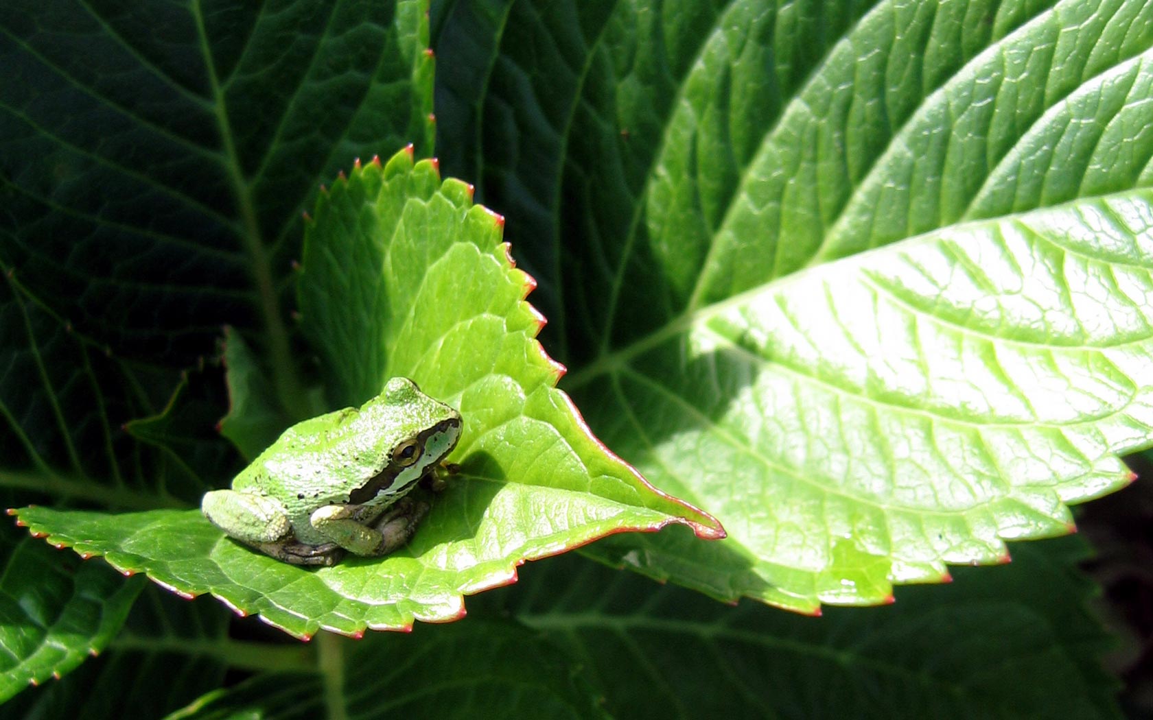 Leafy Frog - MyConfinedSpace MyConfinedSpace