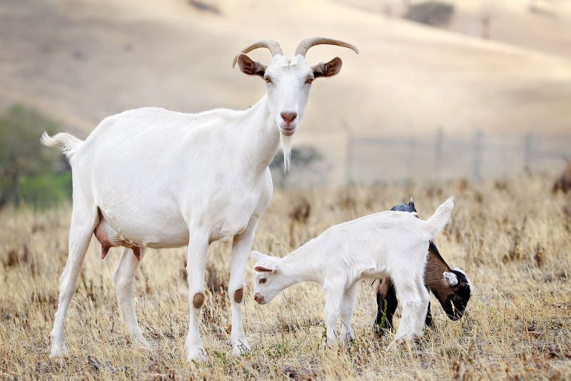 Goat Family - MyConfinedSpace