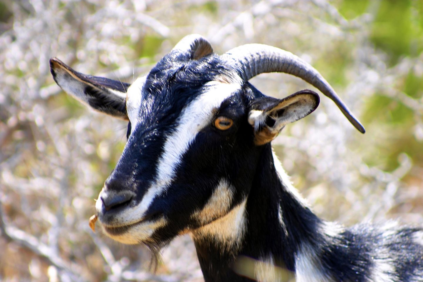 Striped Goat « MyConfinedSpace