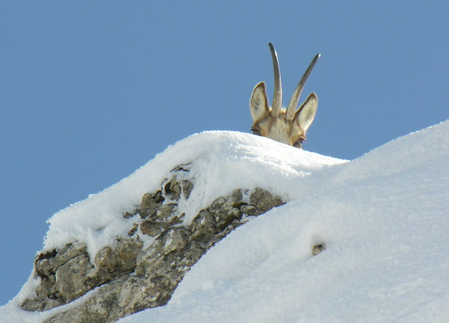 Hide a goat - MyConfinedSpace