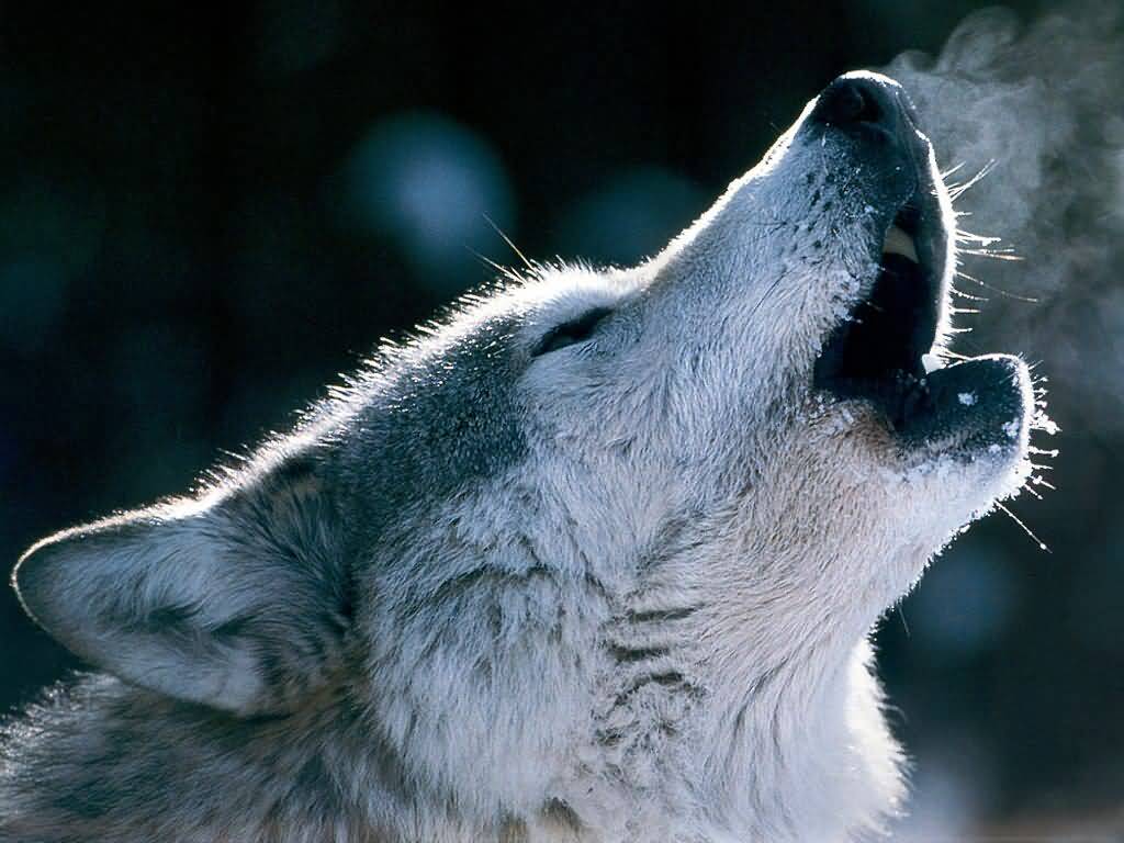 Singing Dog - MyConfinedSpace