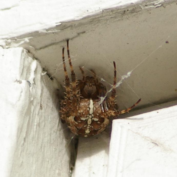 Super Spider - MyConfinedSpace