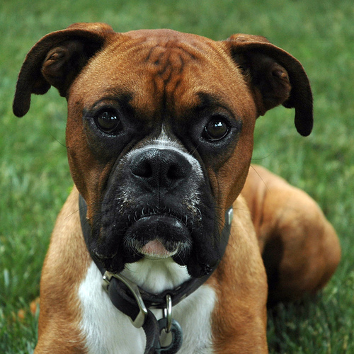 Boxers are awesome - MyConfinedSpace