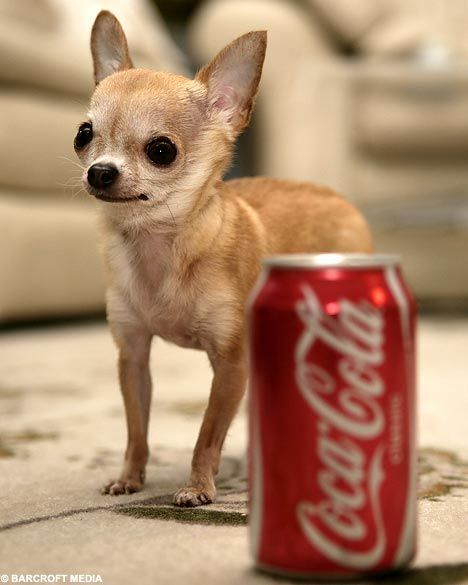 Coke Can Sized Doggy - MyConfinedSpace