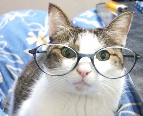 Smarty Cat - MyConfinedSpace