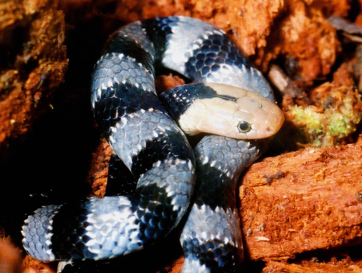 Blue Grey Snake - MyConfinedSpace