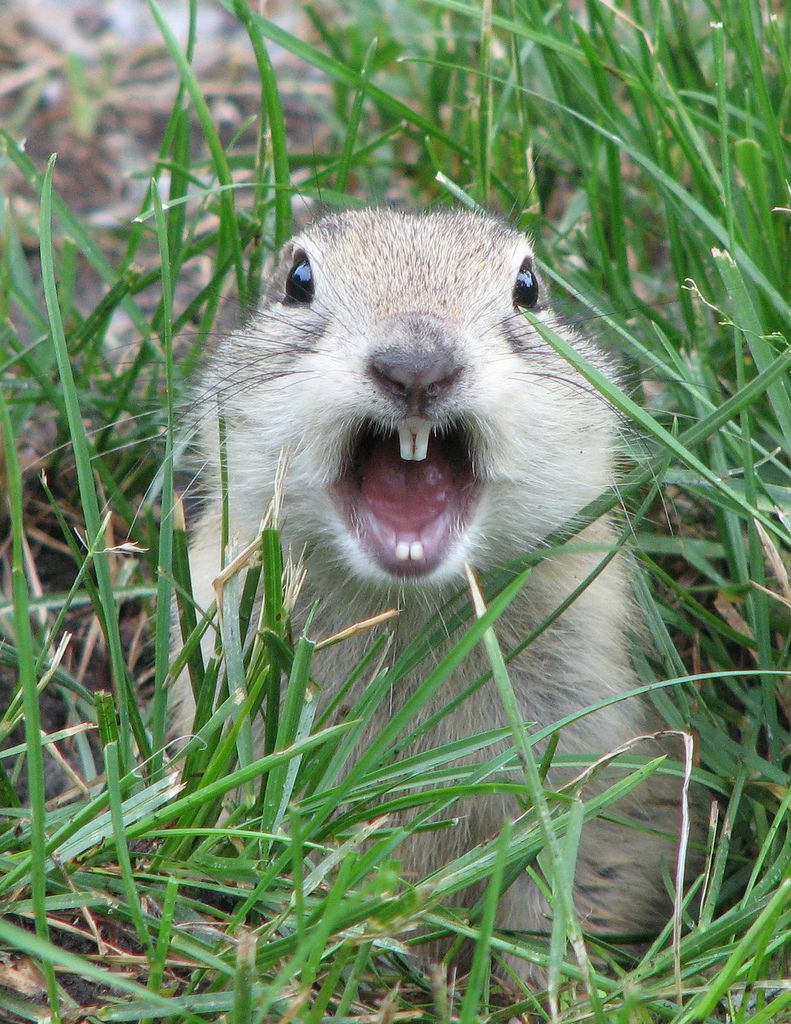 Gopher - MyConfinedSpace