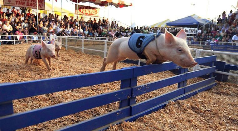 Pig Race - MyConfinedSpace