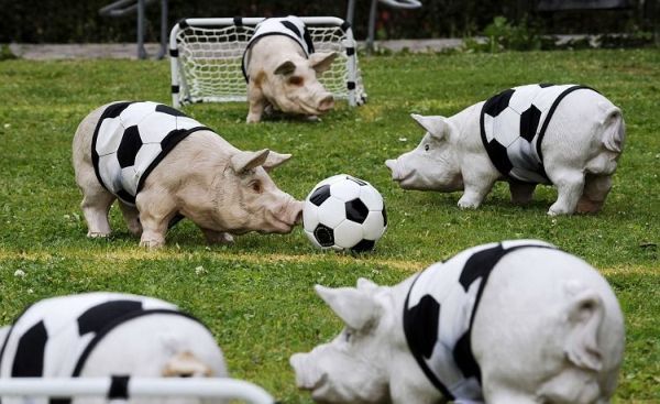 Pig Soccer - MyConfinedSpace