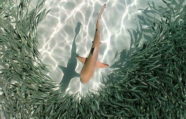 shark vs fish - MyConfinedSpace