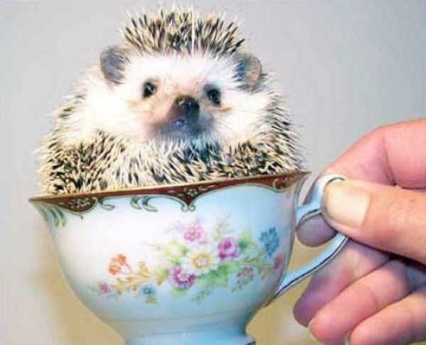 Hedgehog Tea Cup - MyConfinedSpace
