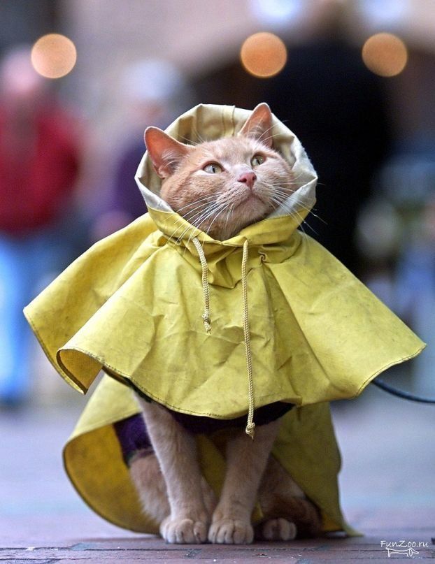 Raincoat Cat - MyConfinedSpace