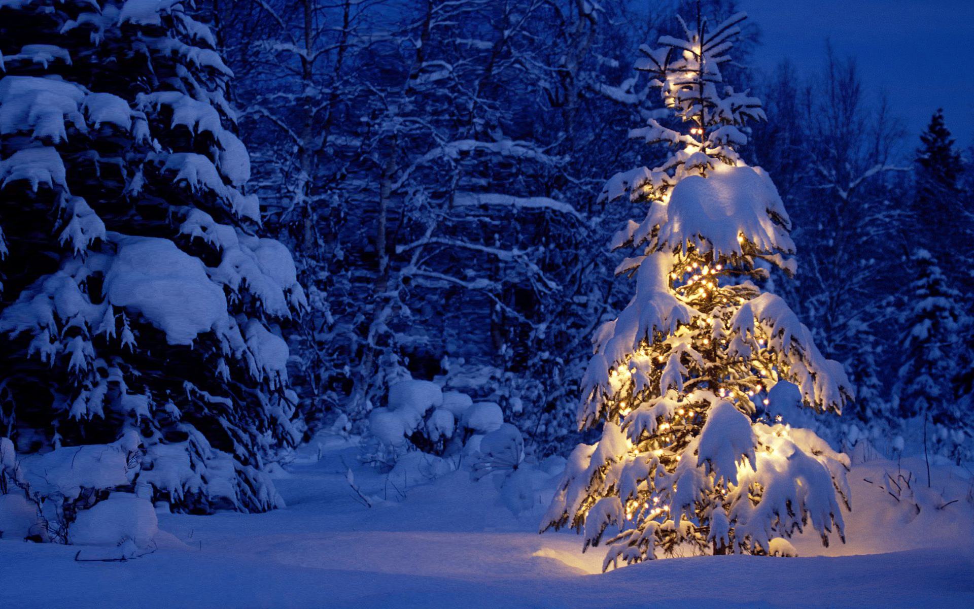 natural christmas tree - MyConfinedSpace