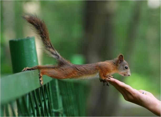 Squirrel Reach - MyConfinedSpace
