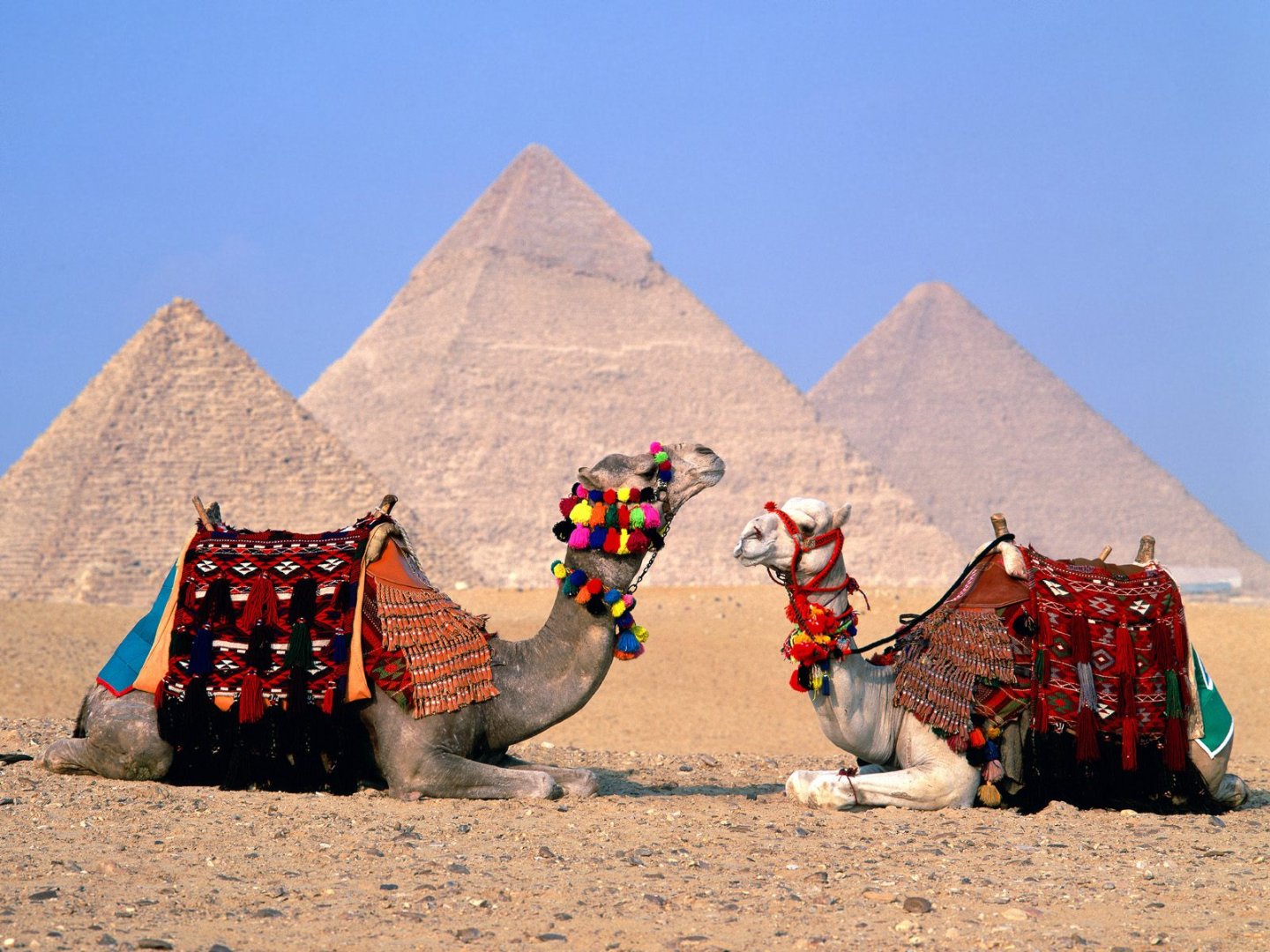 Colorful Camels and The Great Pyramids - MyConfinedSpace