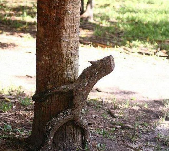 tree humping branch - MyConfinedSpace