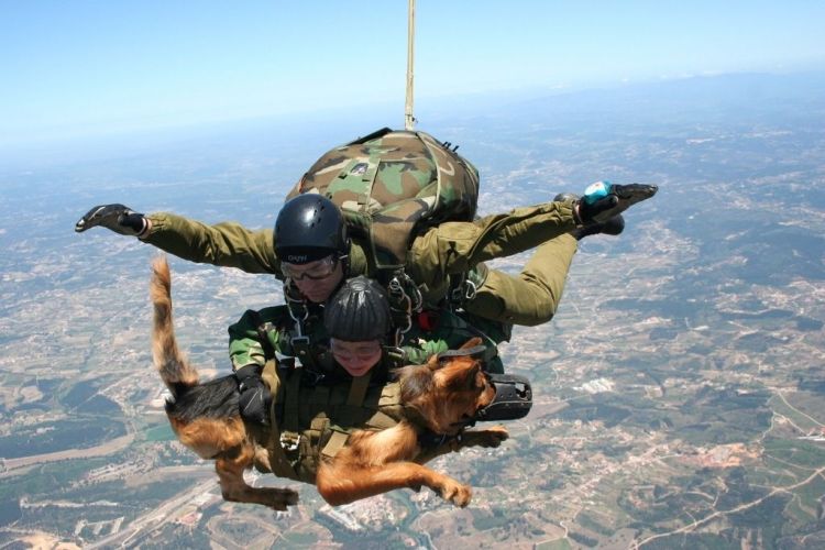 Air Jump K9 - MyConfinedSpace