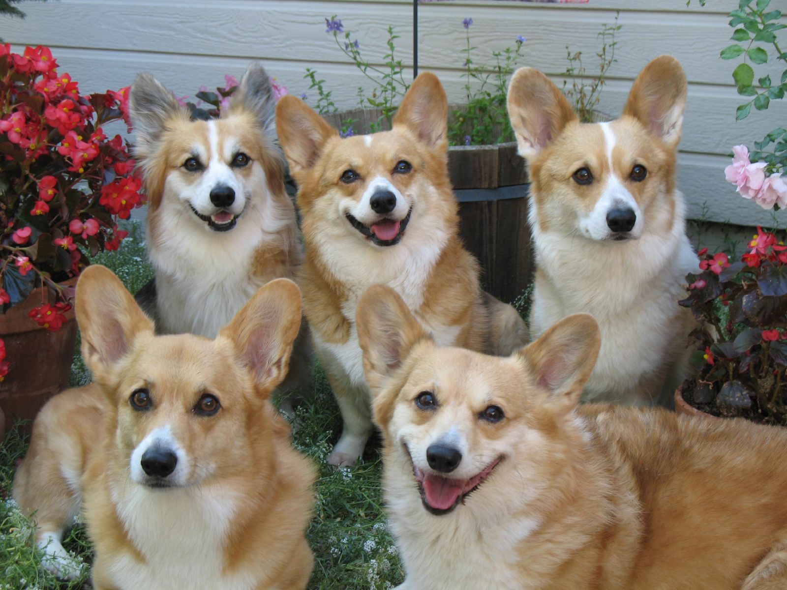 corgi squad - MyConfinedSpace