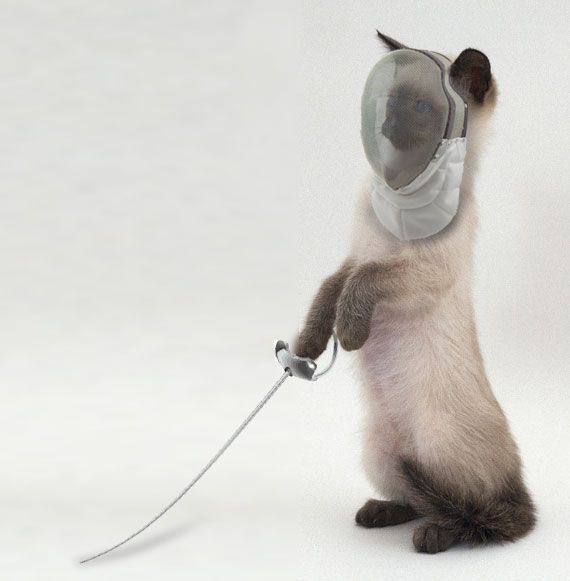 Fencing Cat - MyConfinedSpace