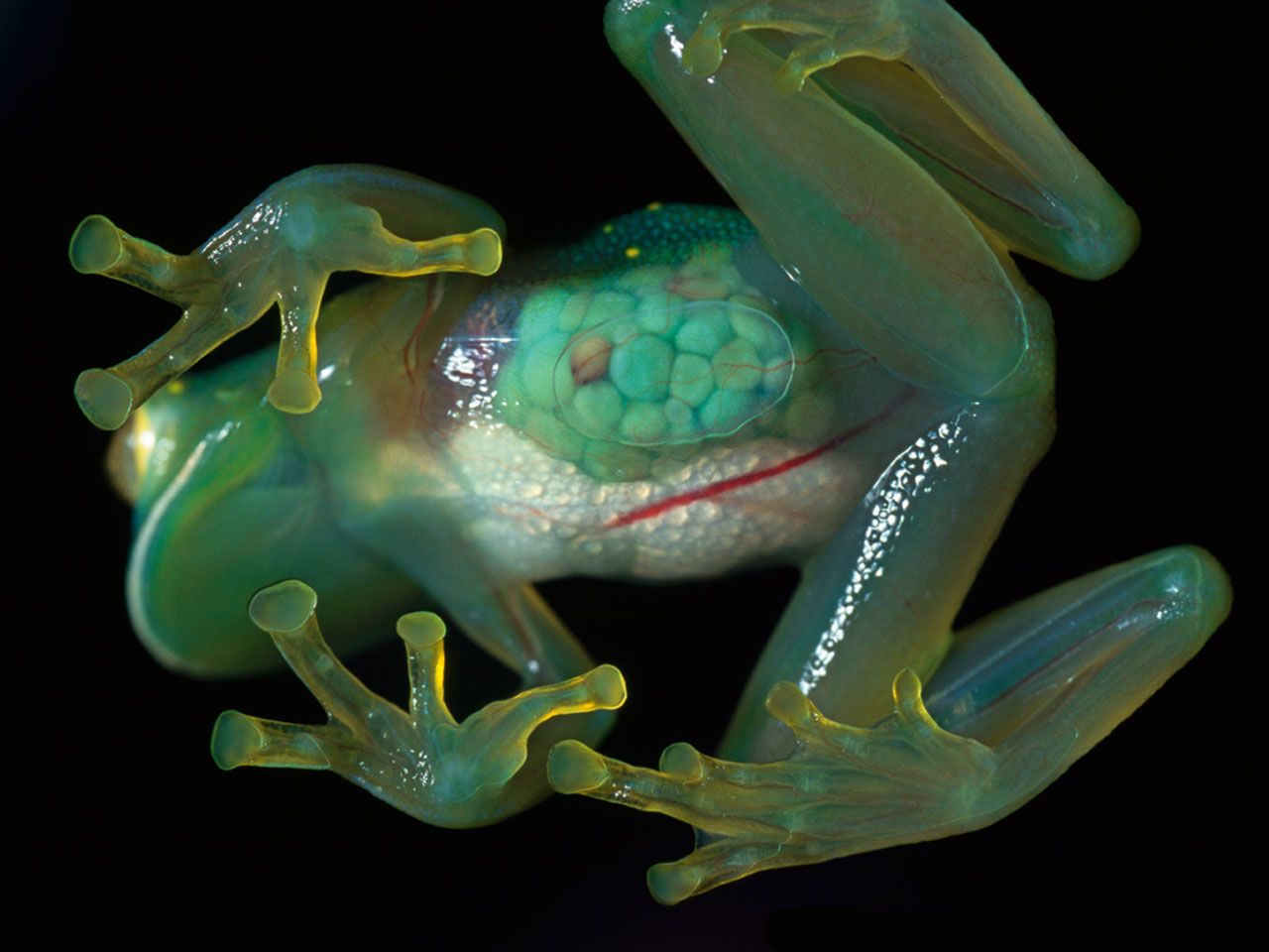 see through frog - MyConfinedSpace