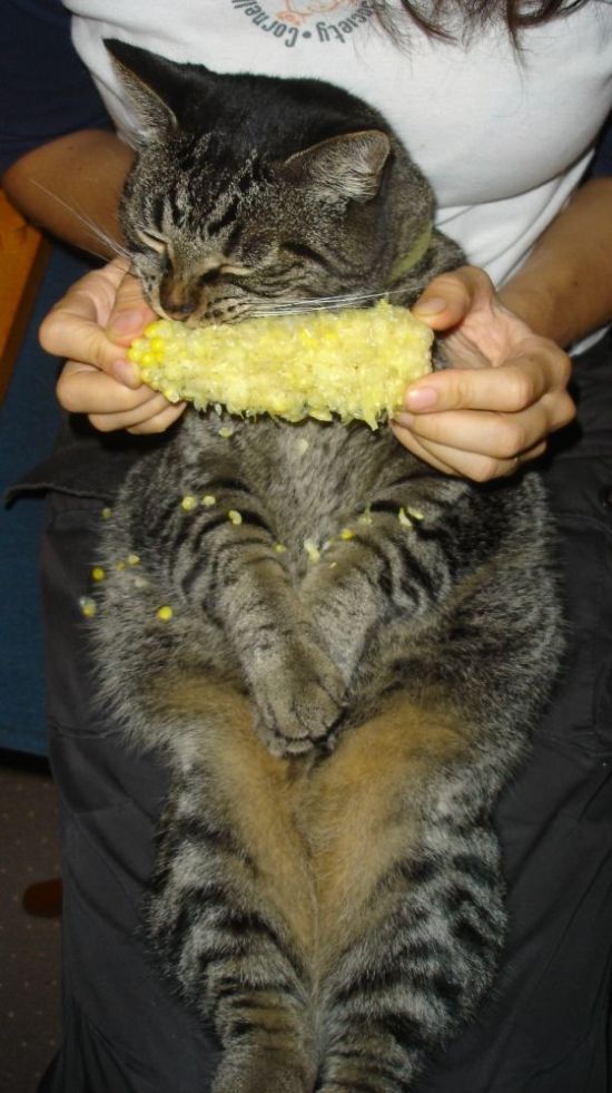 cat eating corn on the cob - MyConfinedSpace