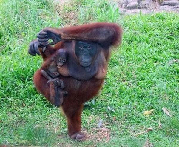 one leg orangutan - MyConfinedSpace