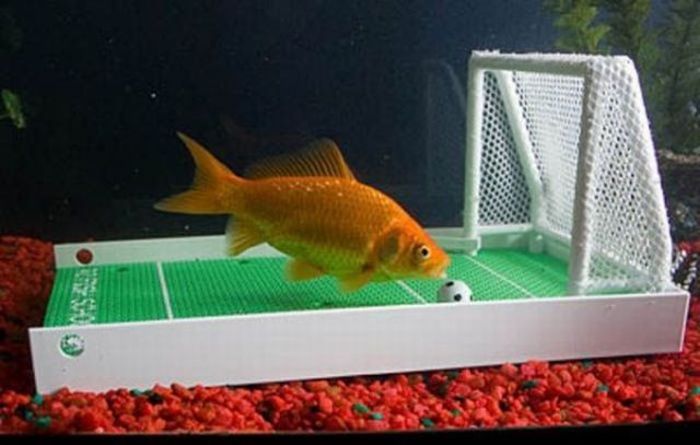 gold fish soccer - MyConfinedSpace