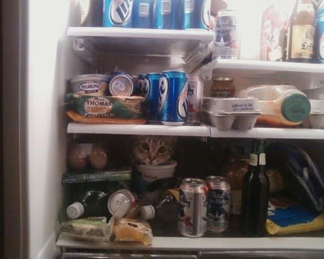 refrigerator cat - MyConfinedSpace