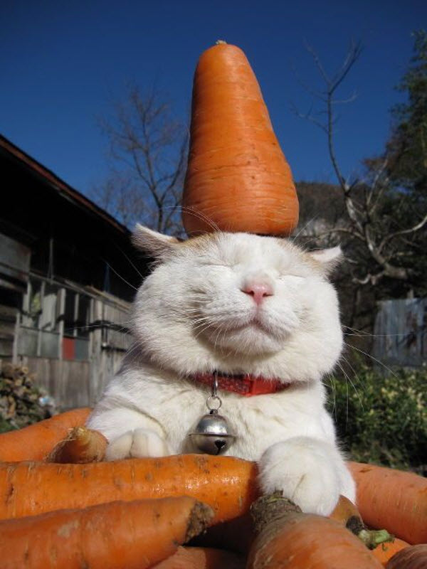 carrot cat - MyConfinedSpace
