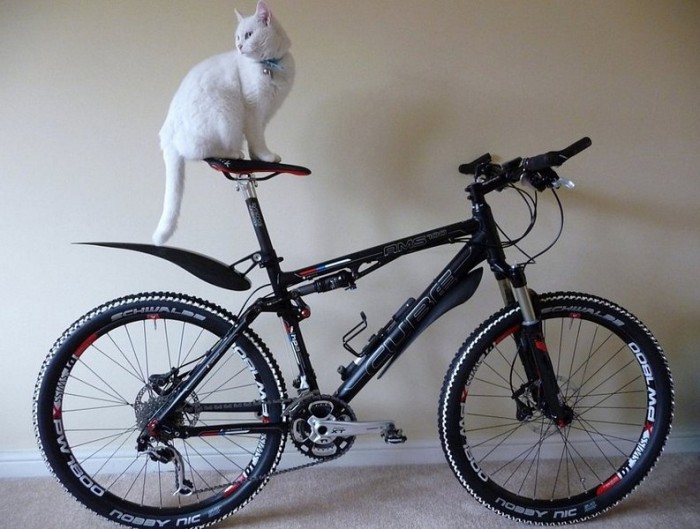cat bike - MyConfinedSpace