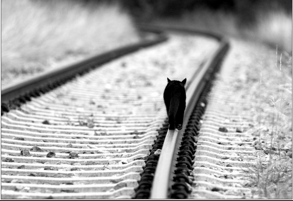 cat on a rail - MyConfinedSpace
