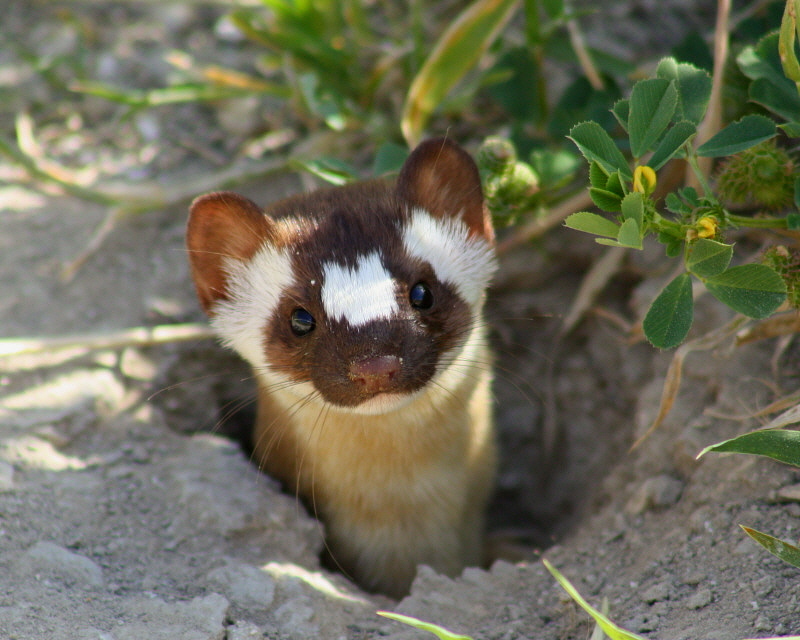 weasels are cute - MyConfinedSpace