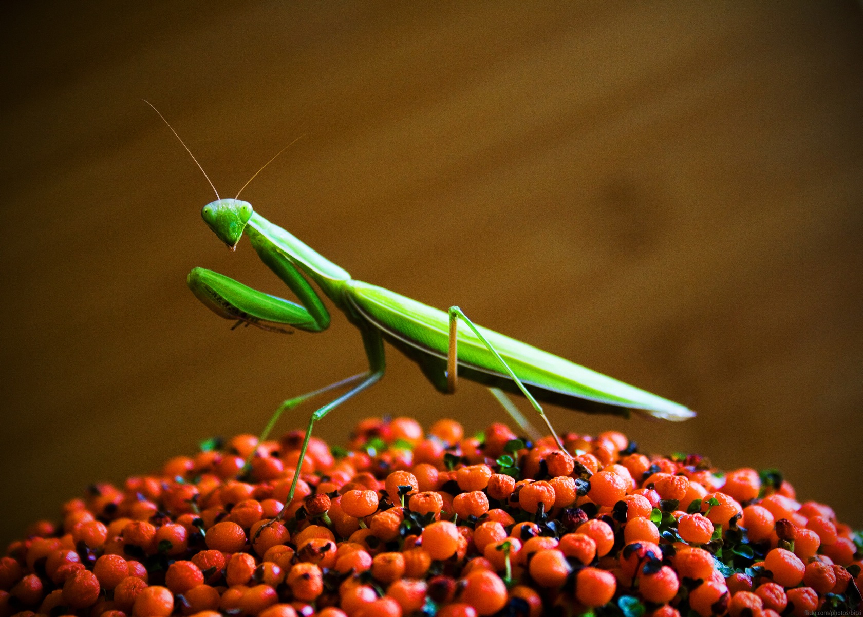 mantis wallpaper (2) - MyConfinedSpace
