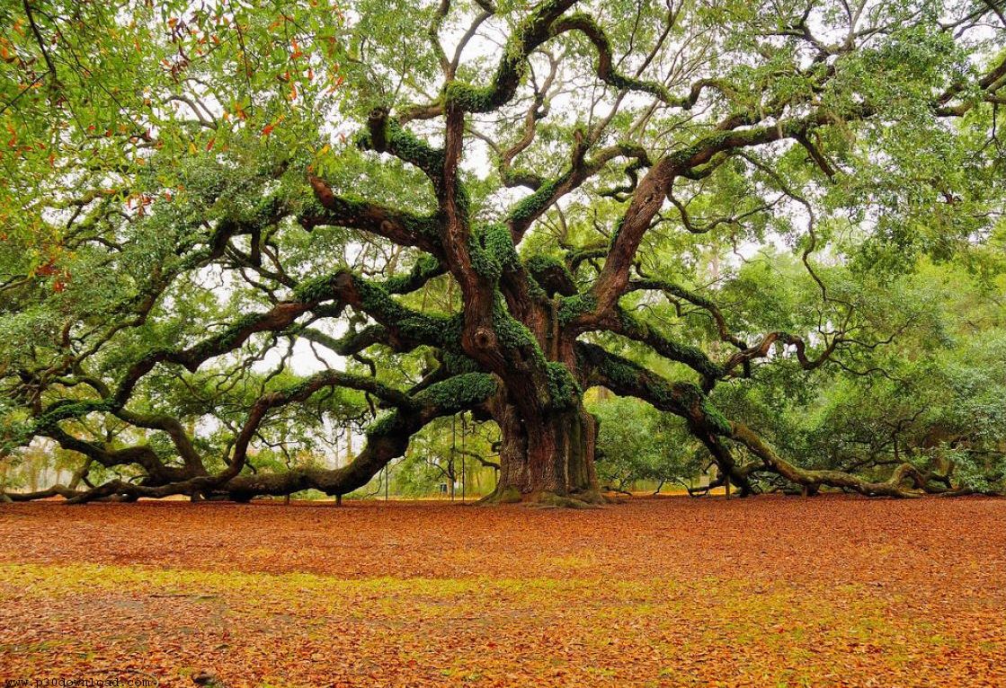 old tree wallpaper « MyConfinedSpace