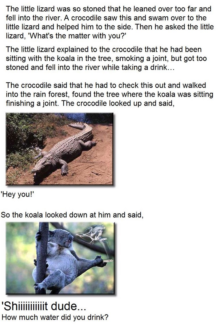 stoned little lizard - MyConfinedSpace