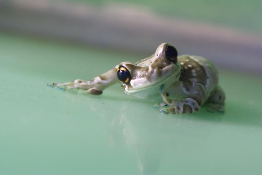 happy frog | MyConfinedSpace