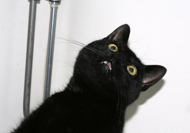 facinated cat - MyConfinedSpace