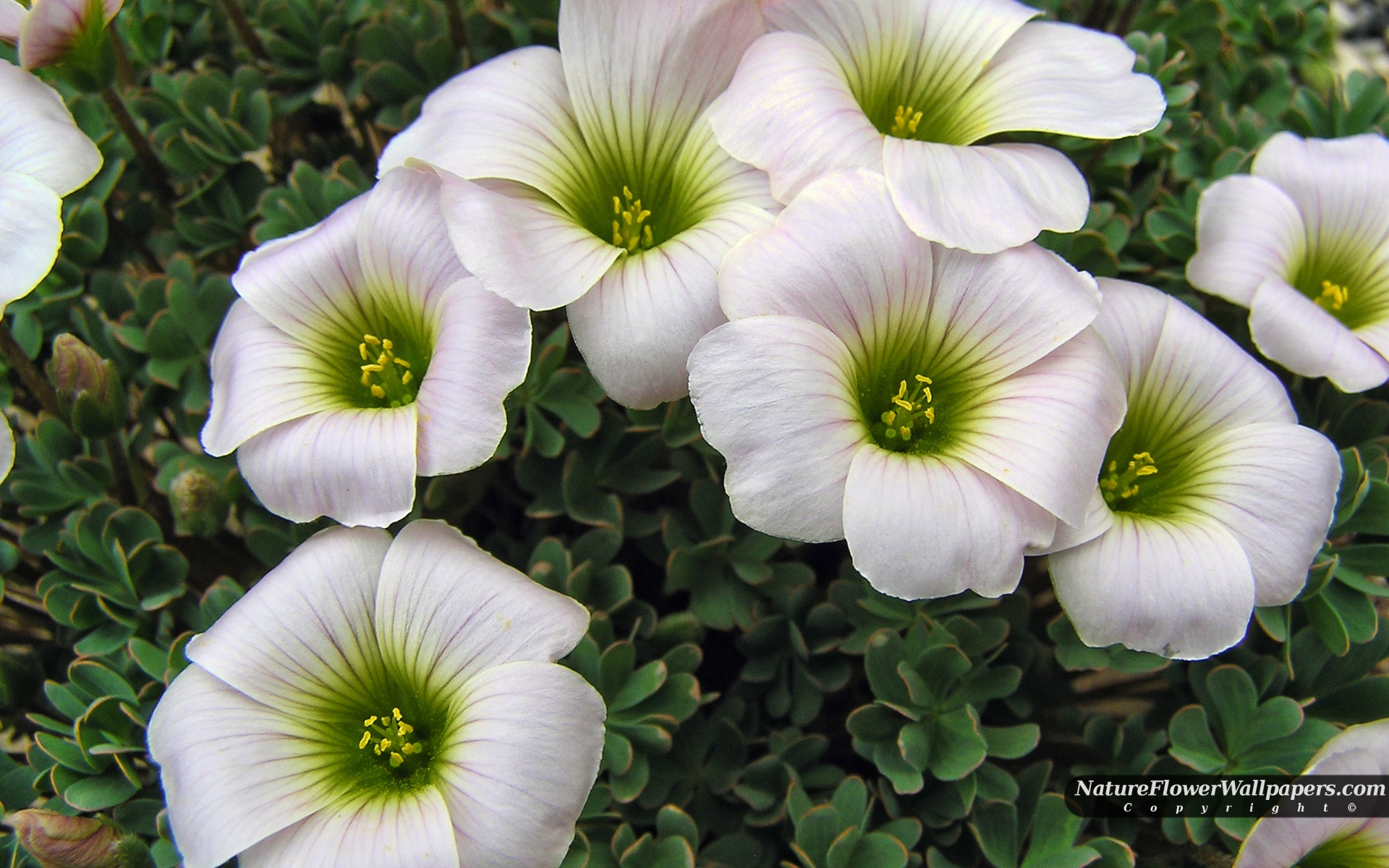 white oxalis - 1920×1200 - MyConfinedSpace