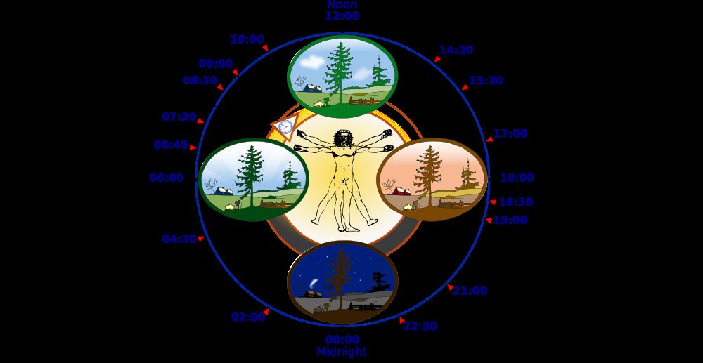 human biological clock - MyConfinedSpace